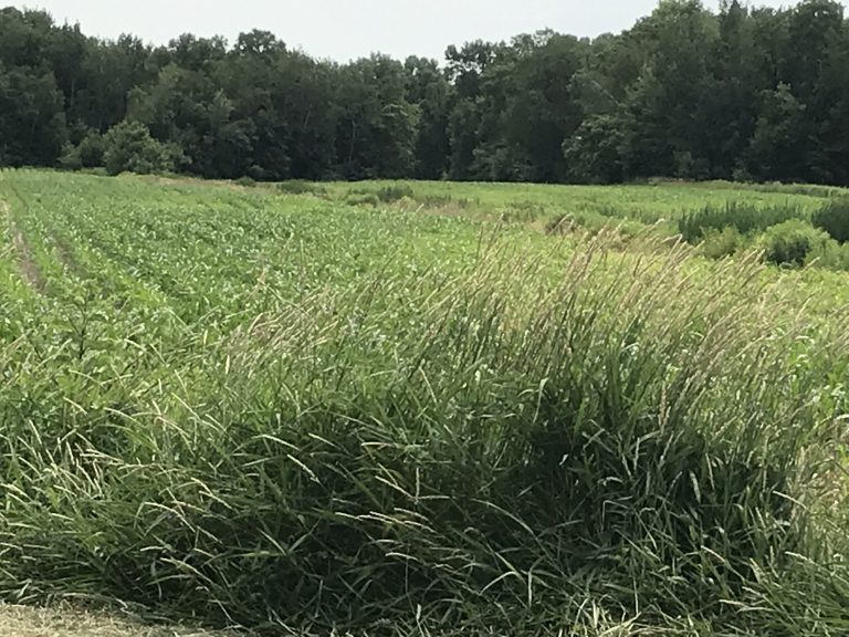 Discovered: The Gingras Ancestral Lands